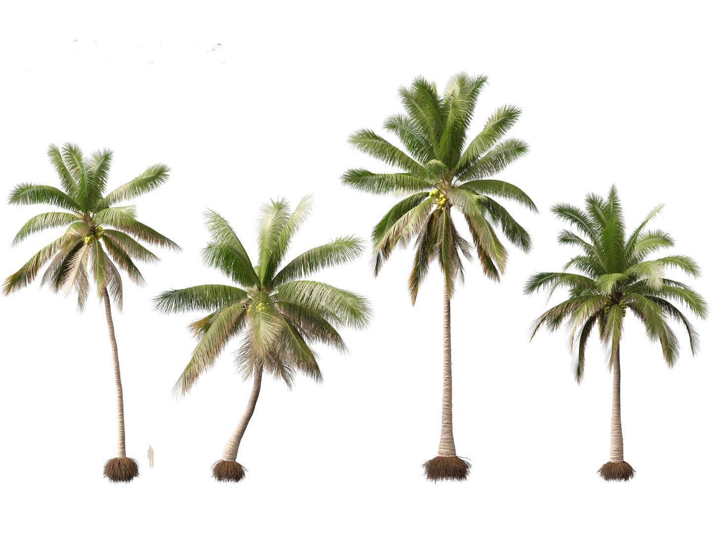 3D Cocos Nucifera - Coconut Tree Model 02 - TurboSquid 2149531