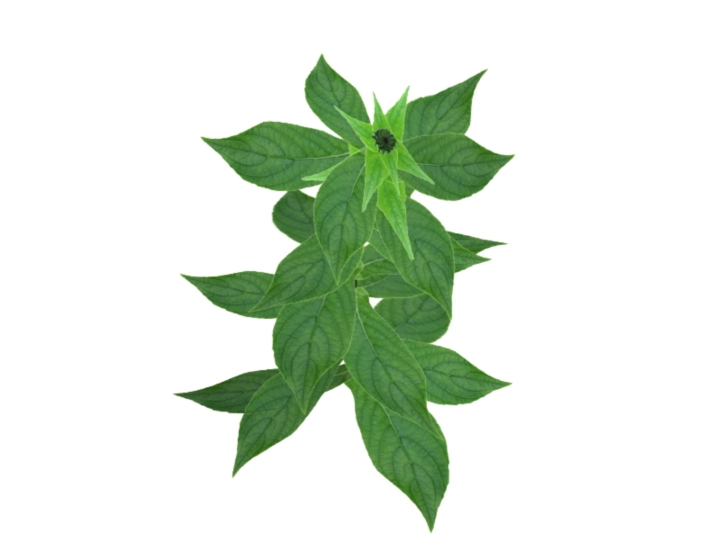 Inula Plant Real 3d Max