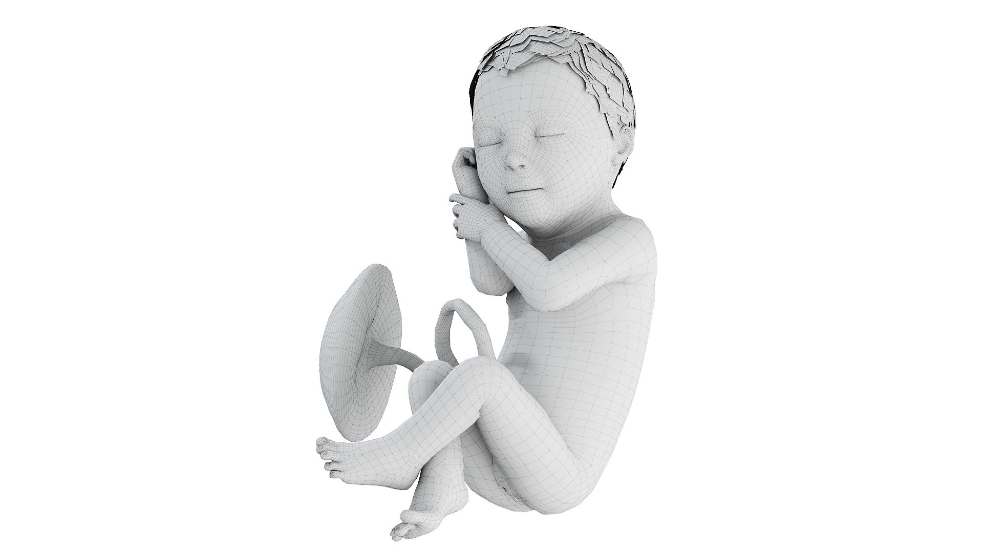 Fetus Anatomy Week 29 Animated 3D - TurboSquid 1804713