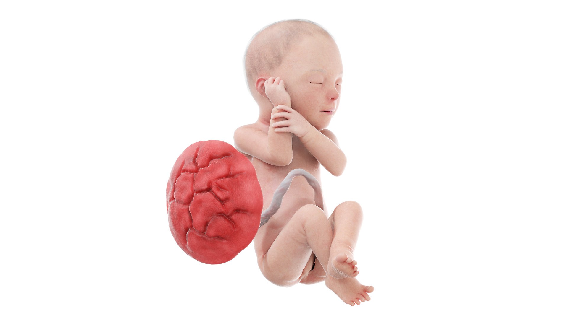 Fetus Anatomy Week 29 Animated 3D - TurboSquid 1804713