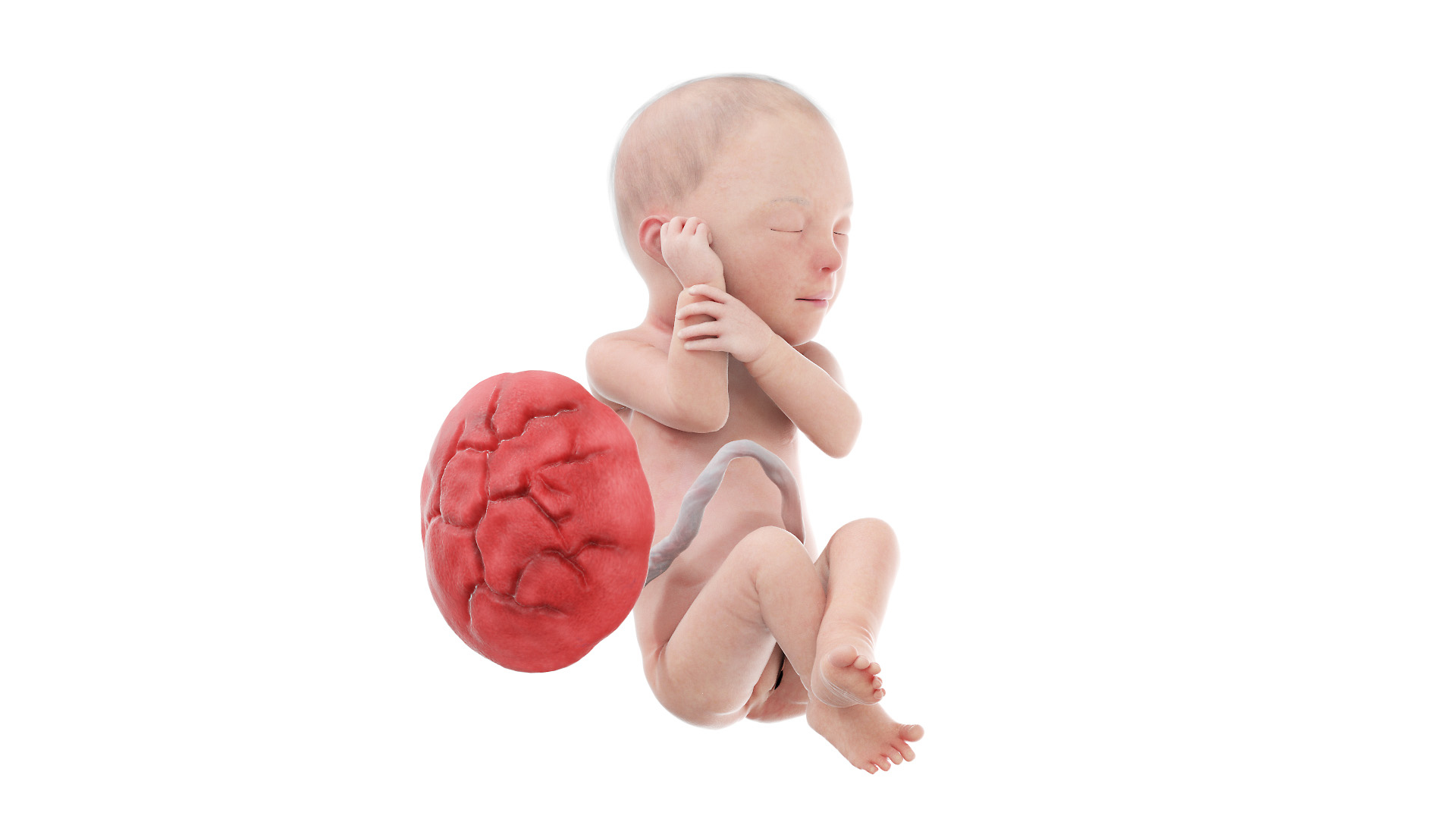 Fetus Anatomy Week 29 Animated 3D - TurboSquid 1804713