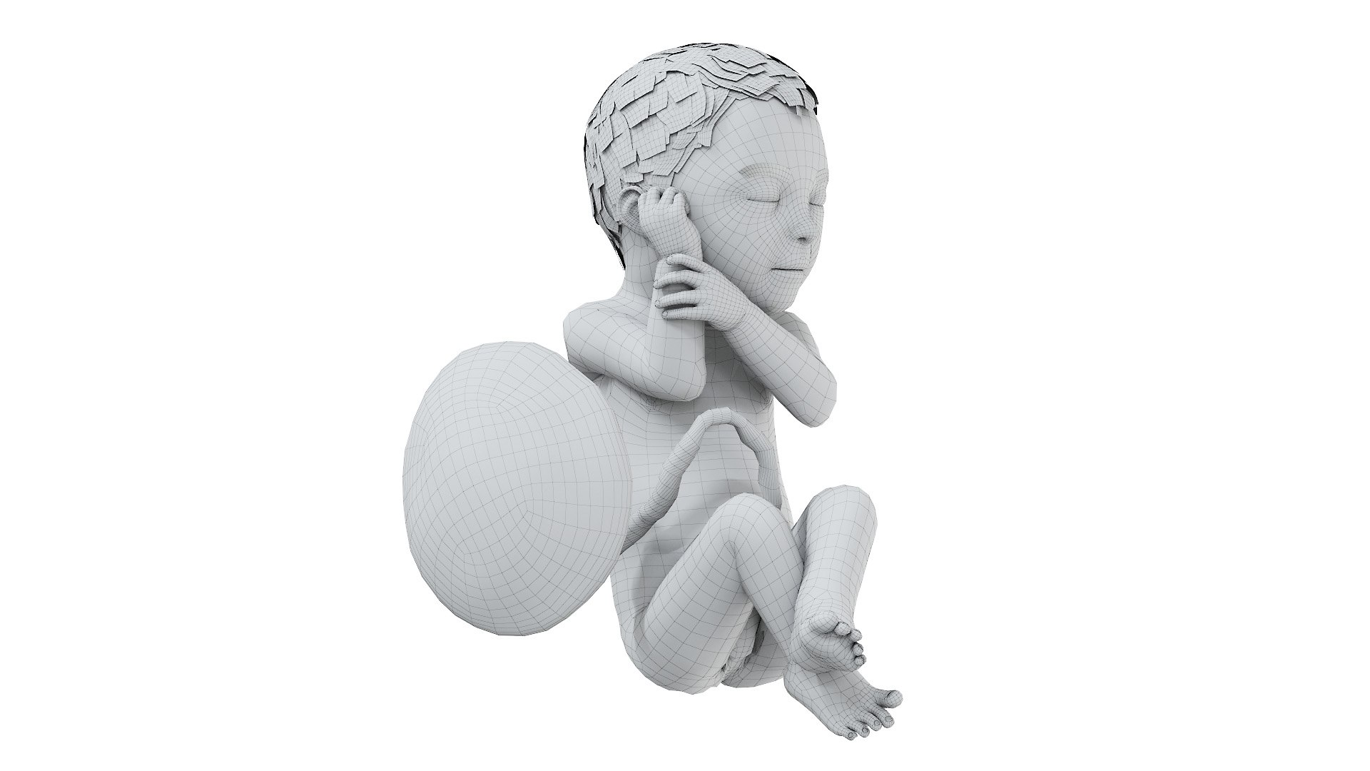 Fetus Anatomy Week 29 Animated 3D - TurboSquid 1804713