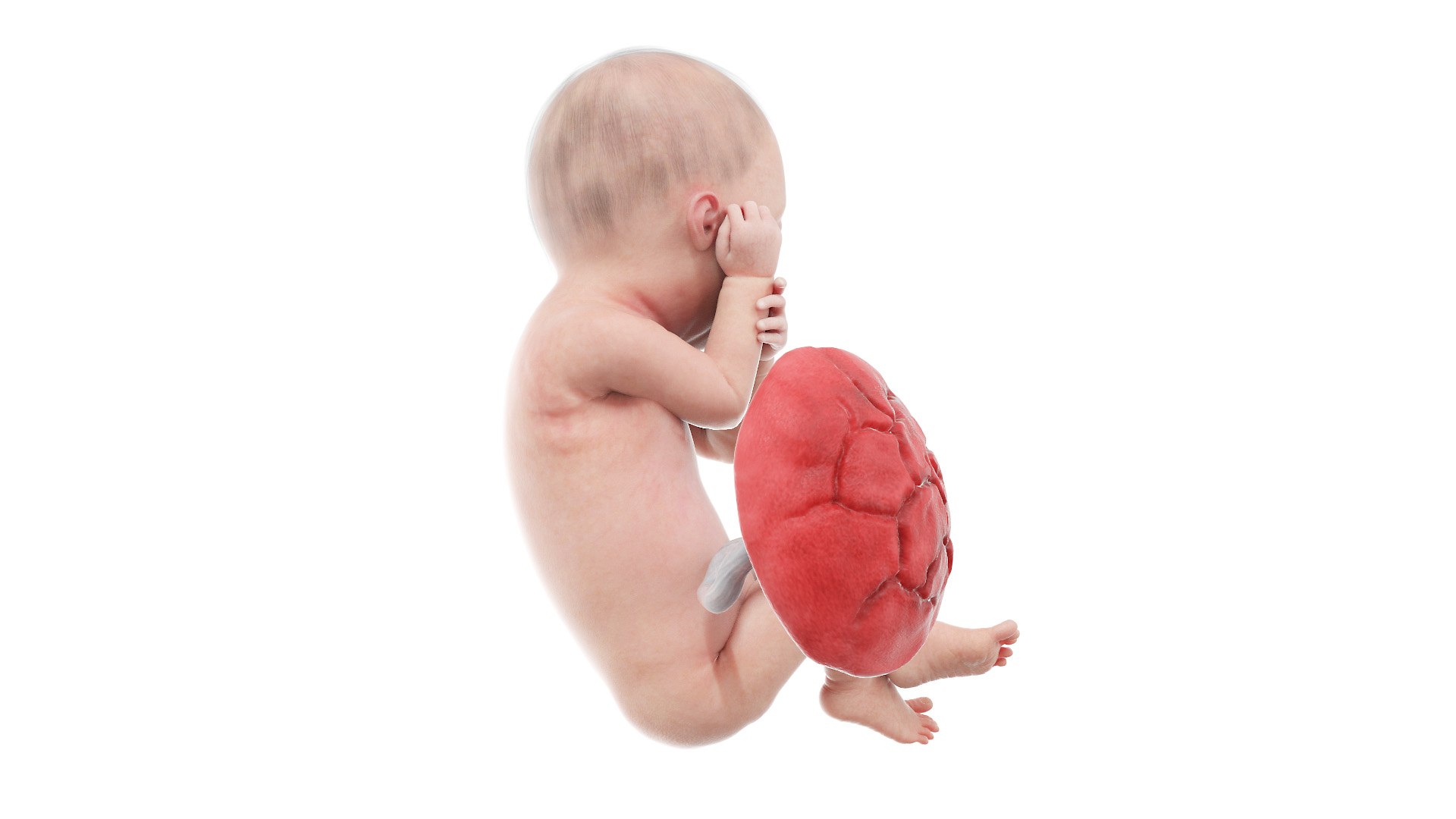 Fetus Anatomy Week 29 Animated 3D - TurboSquid 1804713
