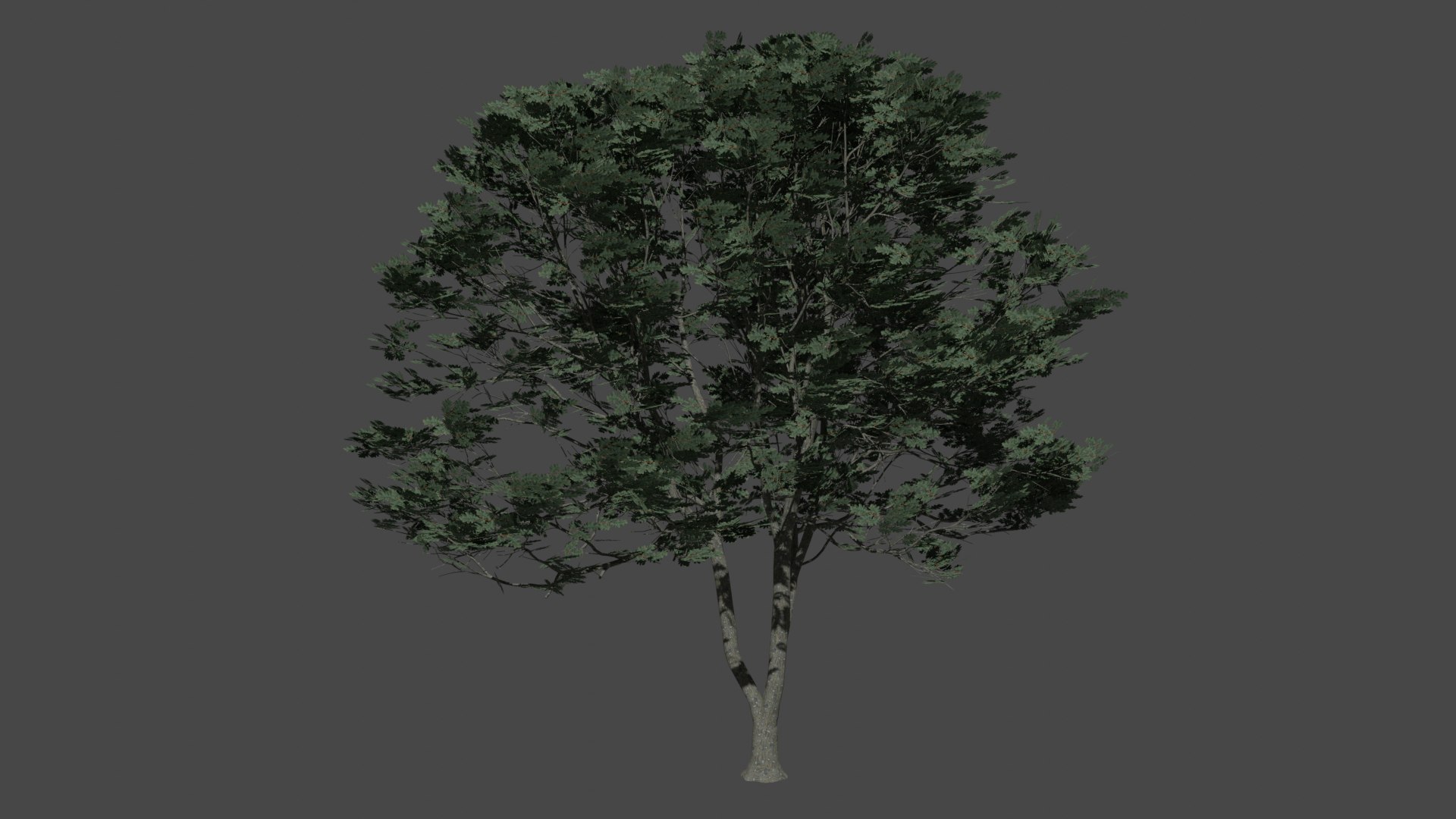 Trees Leaf 3D Model - TurboSquid 1614299