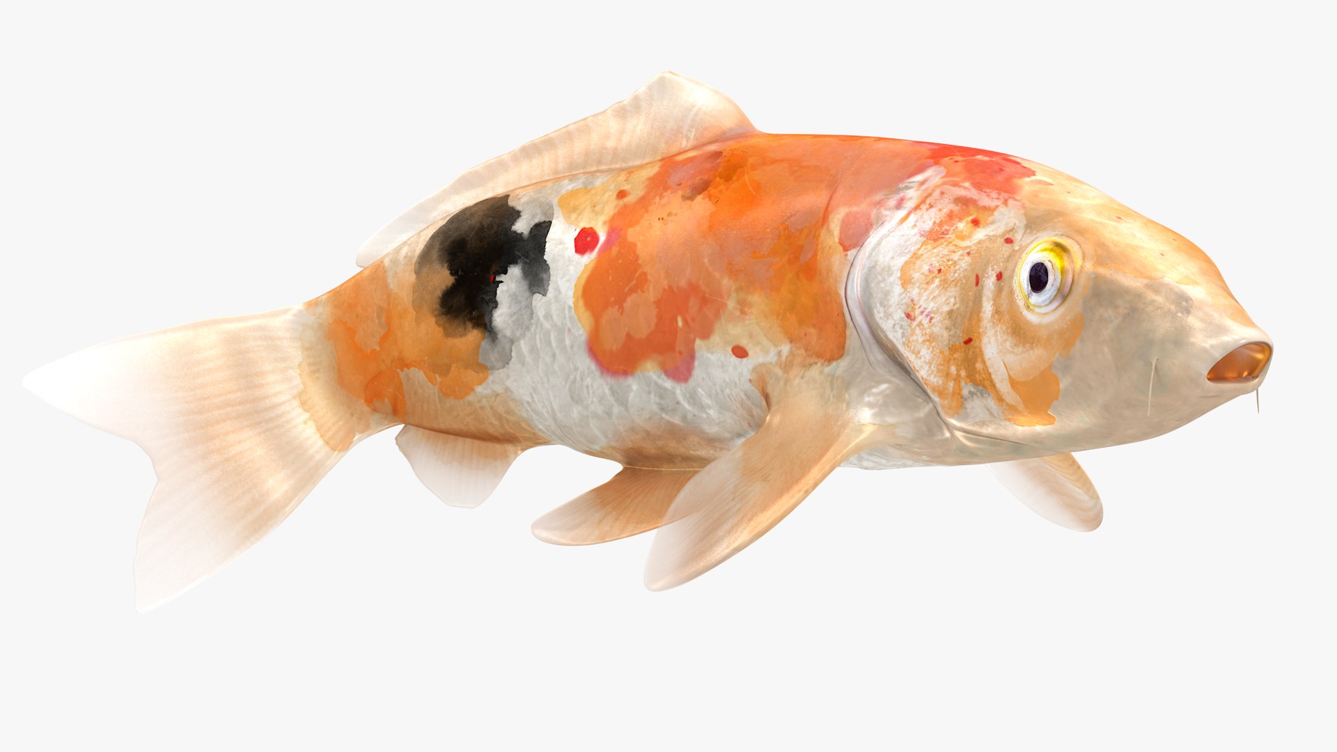 3D Japanese Carp Fish Rigged L1821 - TurboSquid 1966010