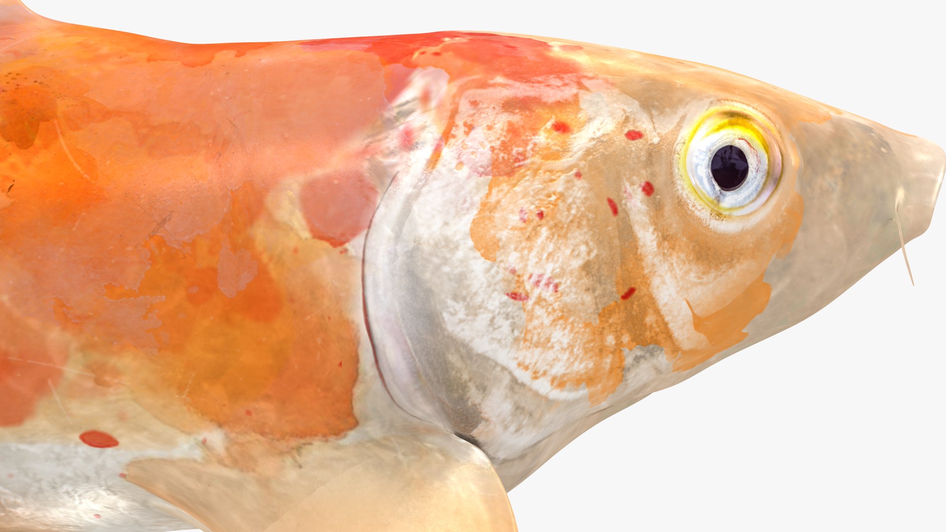 3D Japanese Carp Fish Rigged L1821 - TurboSquid 1966010