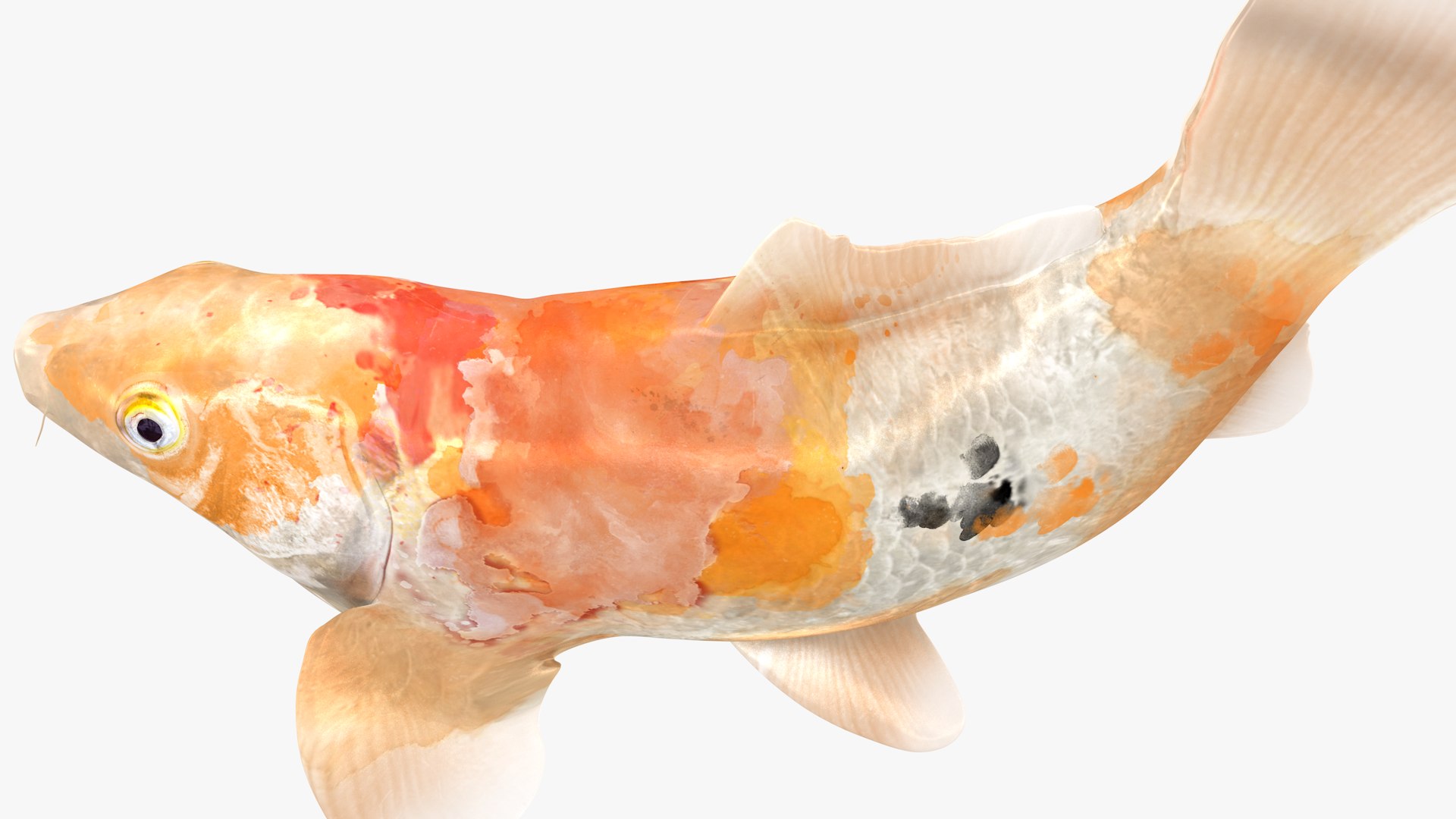 3D Japanese Carp Fish Rigged L1821 - TurboSquid 1966010