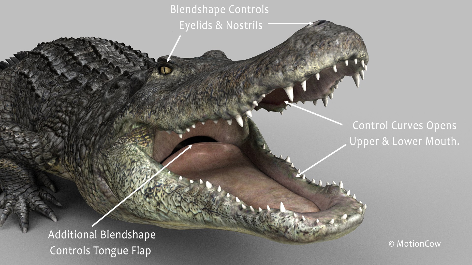 3D Alligator Animations Model - TurboSquid 1450473