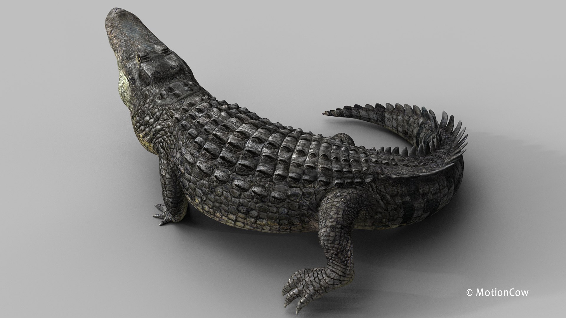 3D Alligator Animations Model - TurboSquid 1450473
