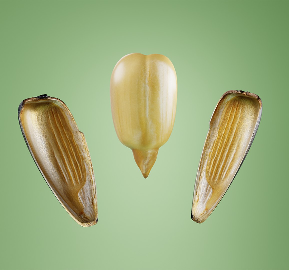3D Sunflower Seed Model - TurboSquid 1528174