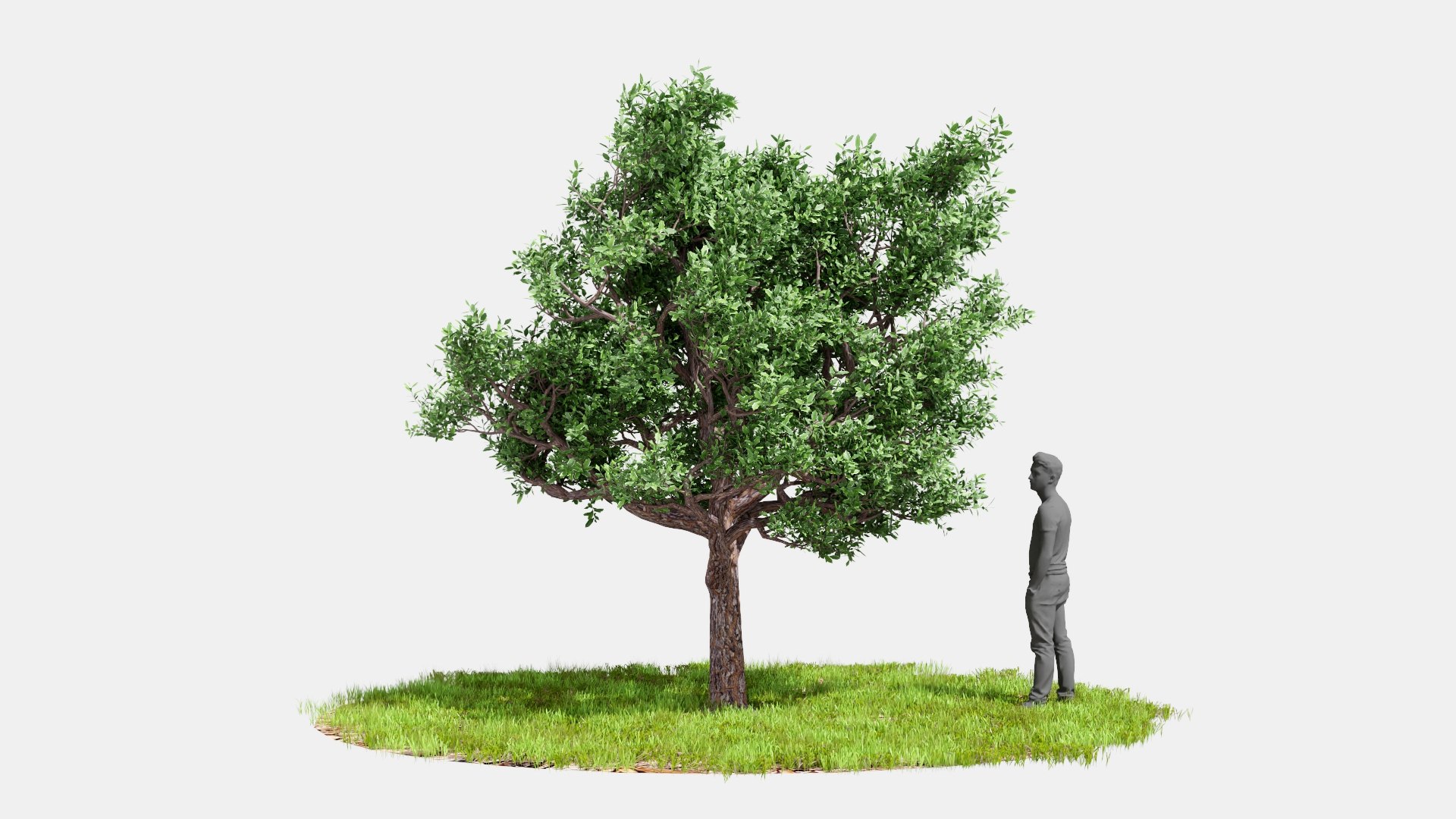 Model tree010 with looped wind animation model - TurboSquid 2095725