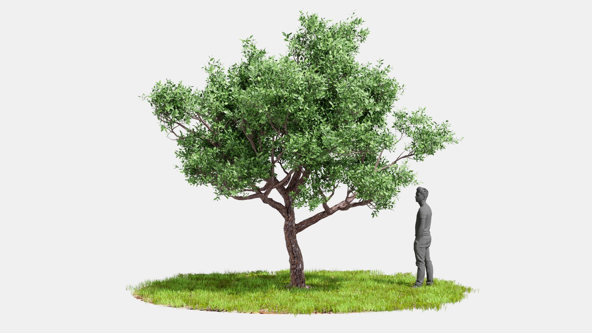 Model tree010 with looped wind animation model - TurboSquid 2095725