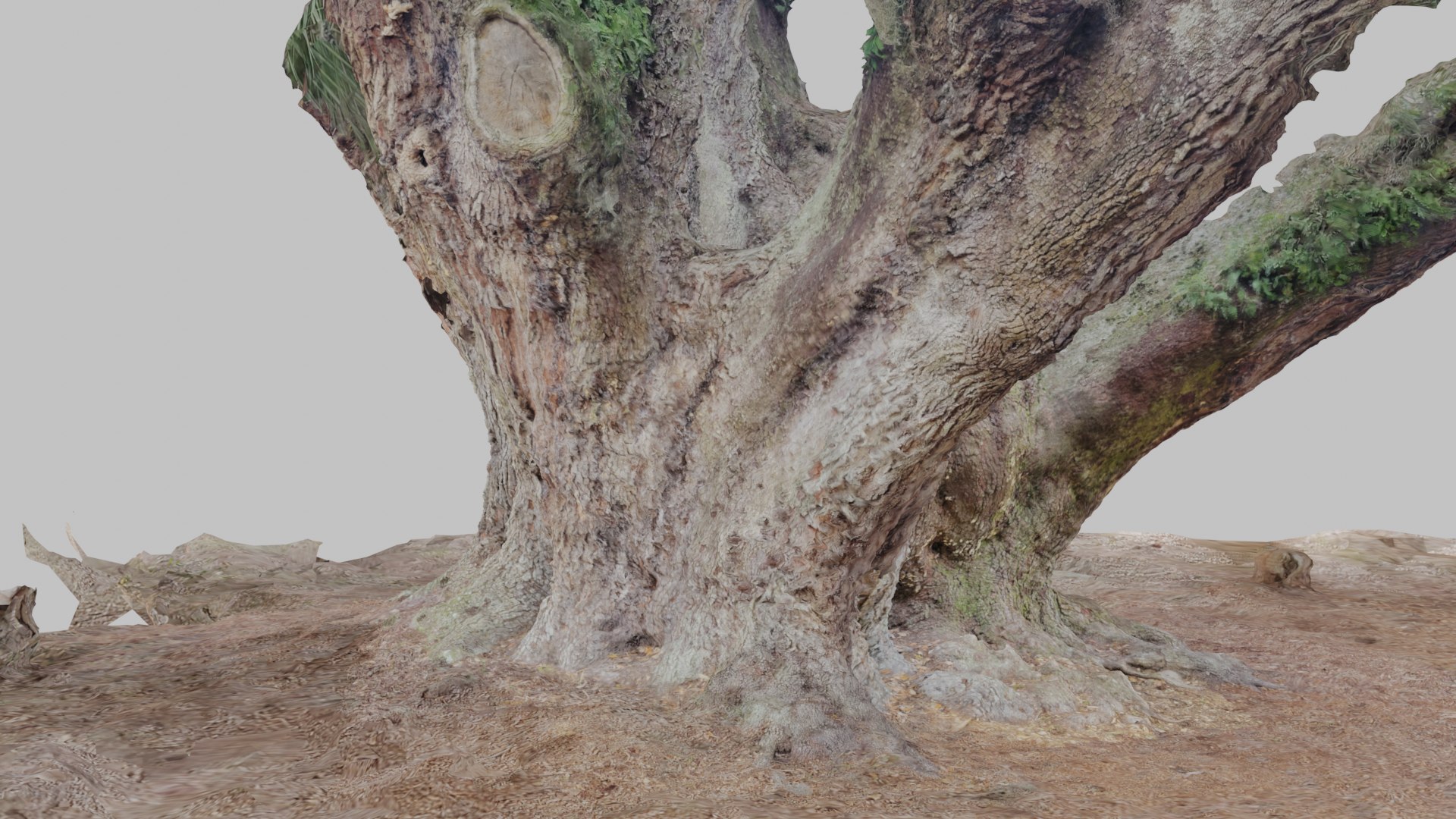 Live Oak Tree Trunk model - TurboSquid 2181409