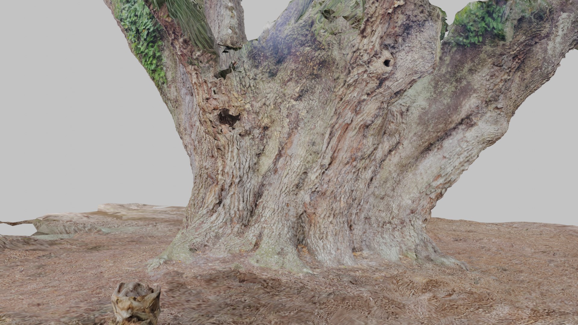 Live Oak Tree Trunk model - TurboSquid 2181409
