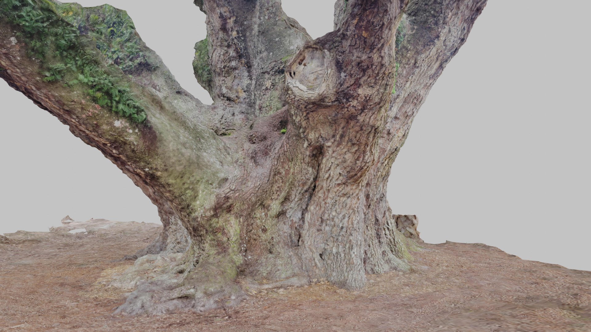 Live Oak Tree Trunk model - TurboSquid 2181409