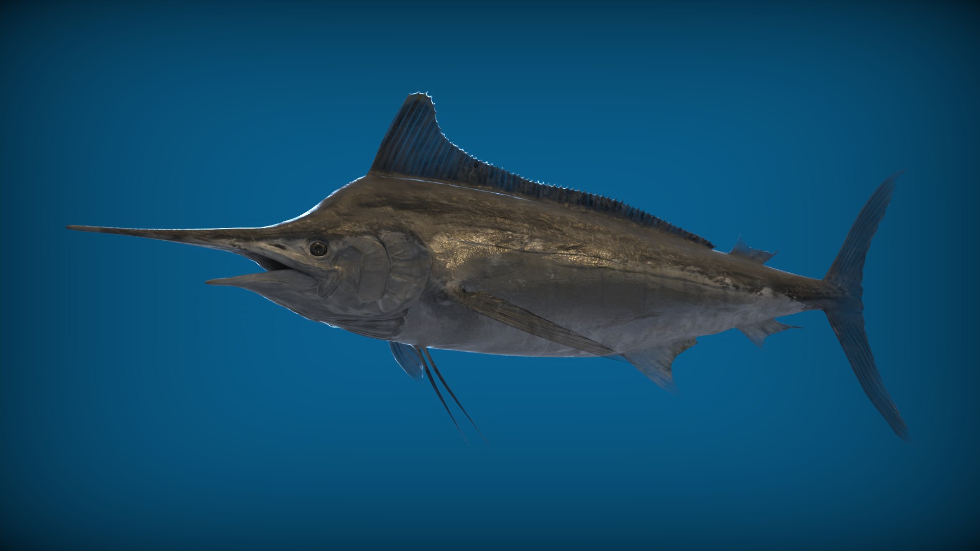 3D Swordfish Model - TurboSquid 2307197