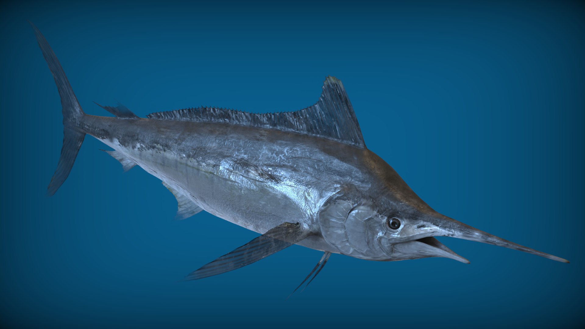 3D Swordfish Model - TurboSquid 2307197
