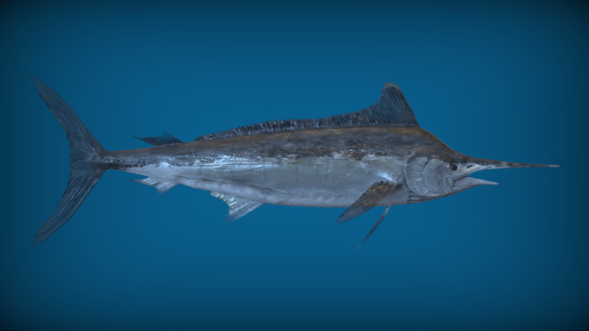 3D Swordfish Model - TurboSquid 2307197