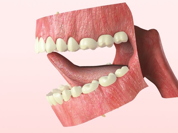 anatomically correct gums teeth max