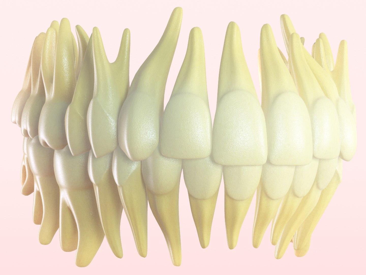 Anatomically Correct Gums Teeth Max
