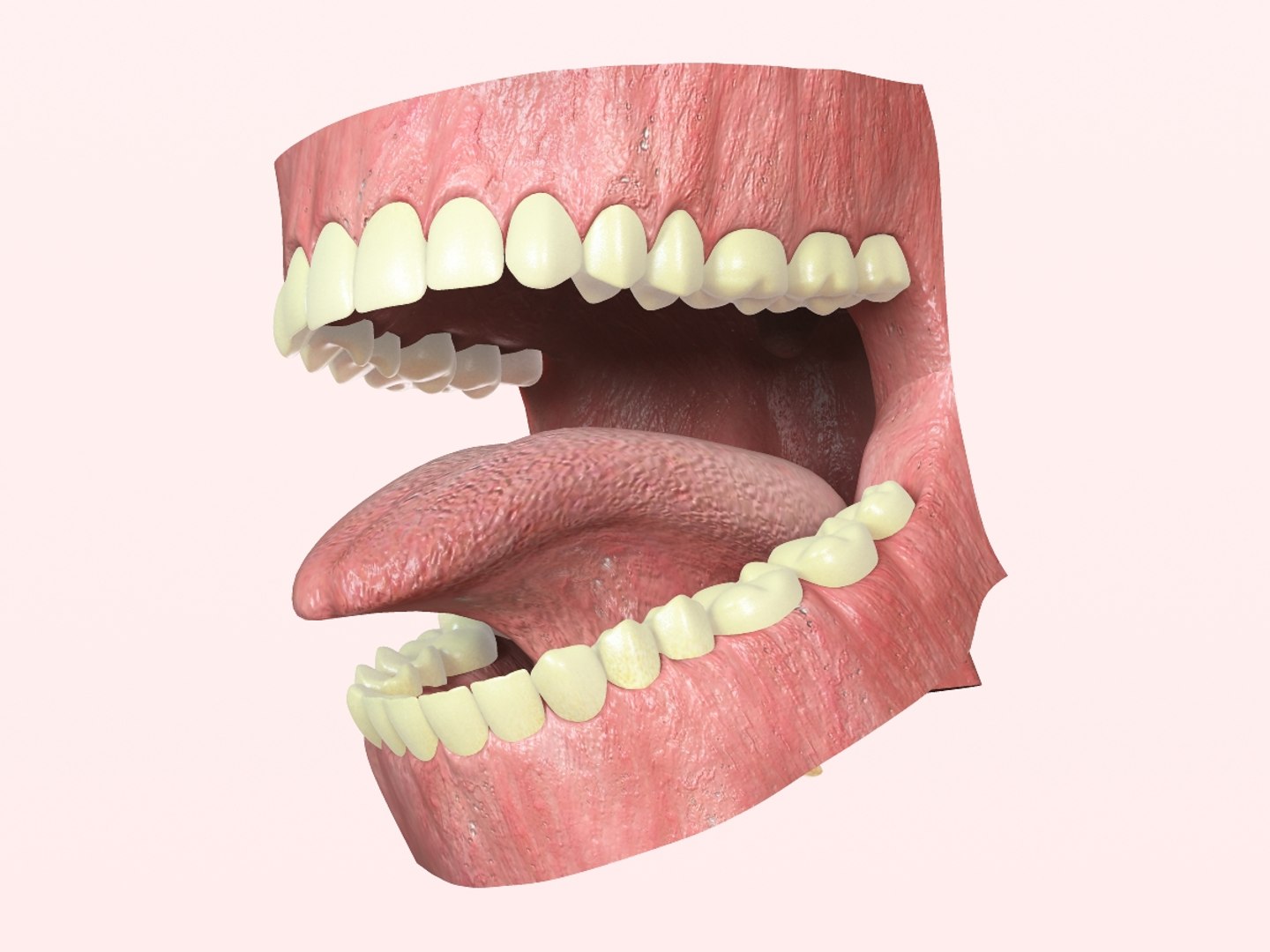 Anatomically Correct Gums Teeth Max
