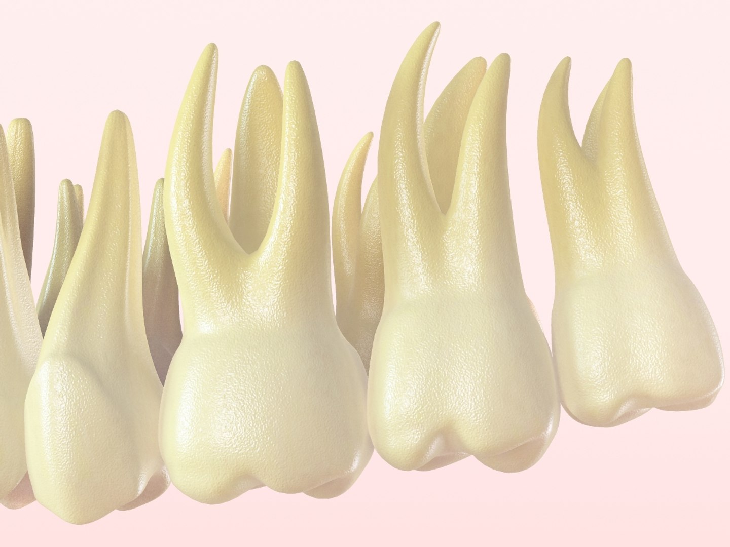 Anatomically Correct Gums Teeth Max