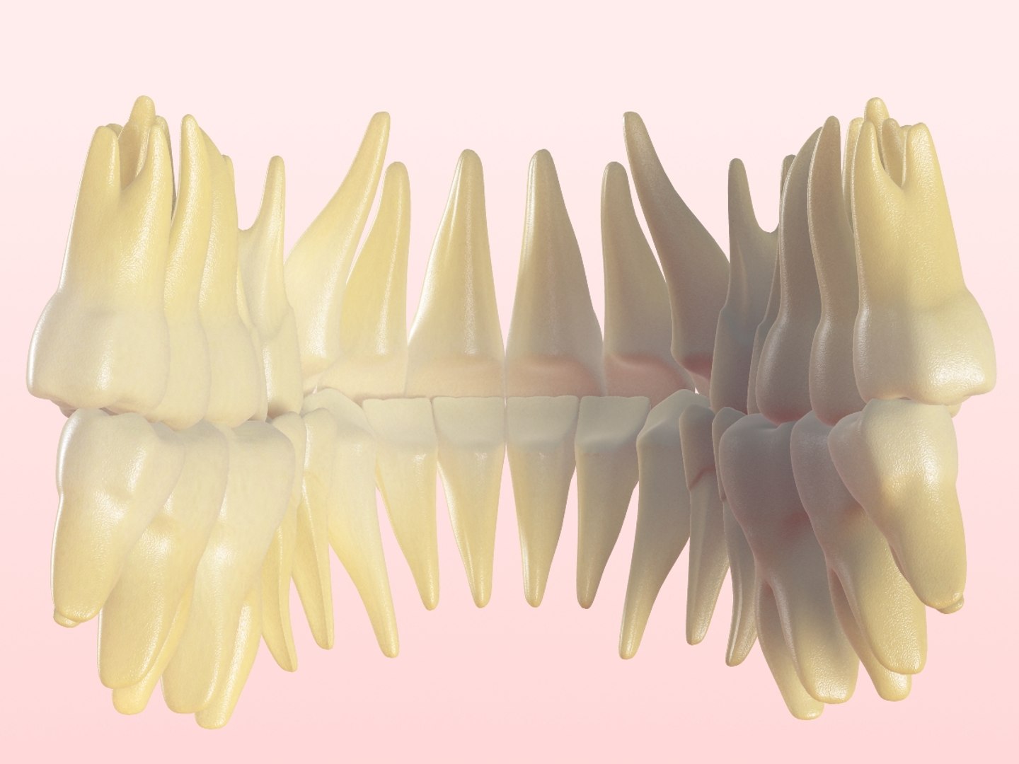 Anatomically Correct Gums Teeth Max