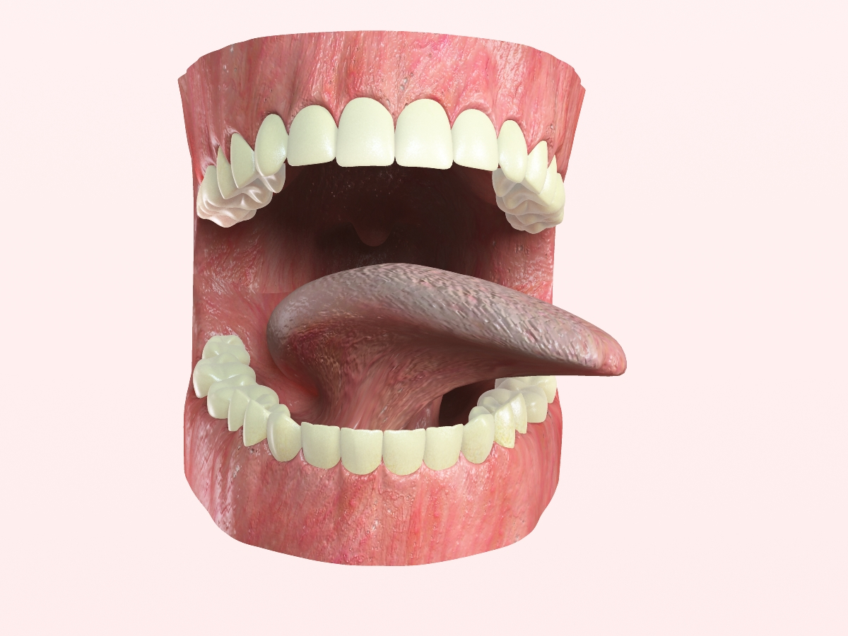 anatomically correct gums teeth max