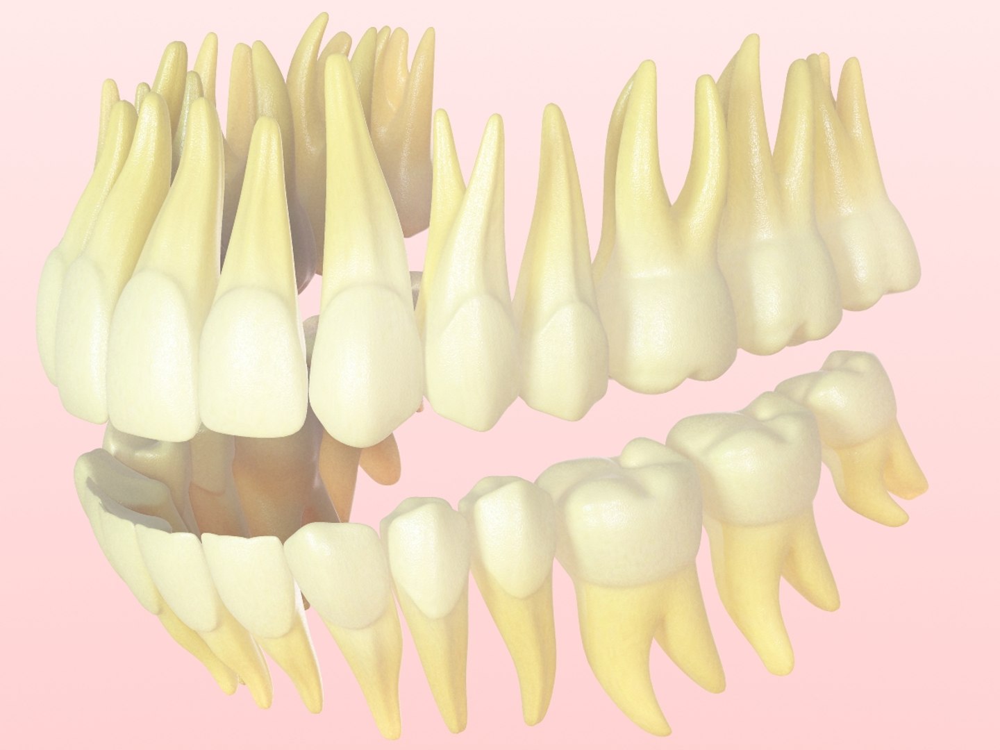 Anatomically Correct Gums Teeth Max