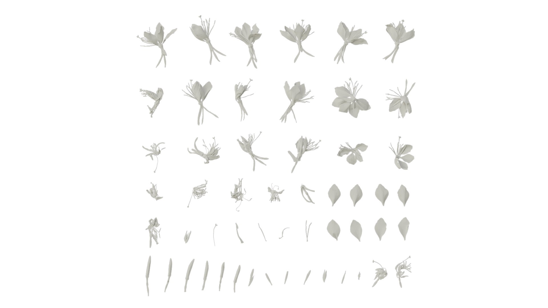 3D Anydrafts Oenothera Lindheimeri Atlas 03 Textures - TurboSquid 2357300