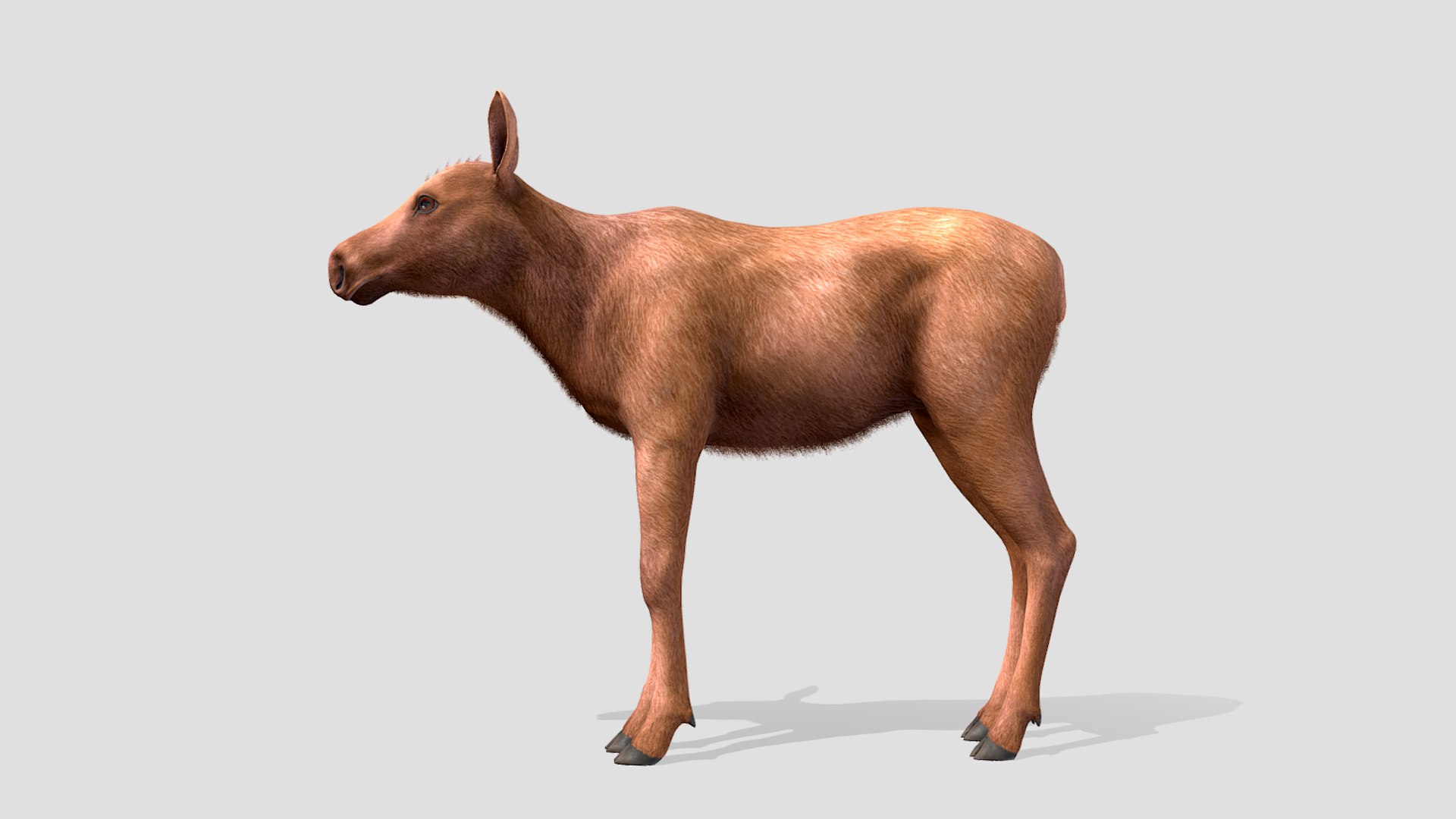 Moose - Calf 3D - TurboSquid 2139912