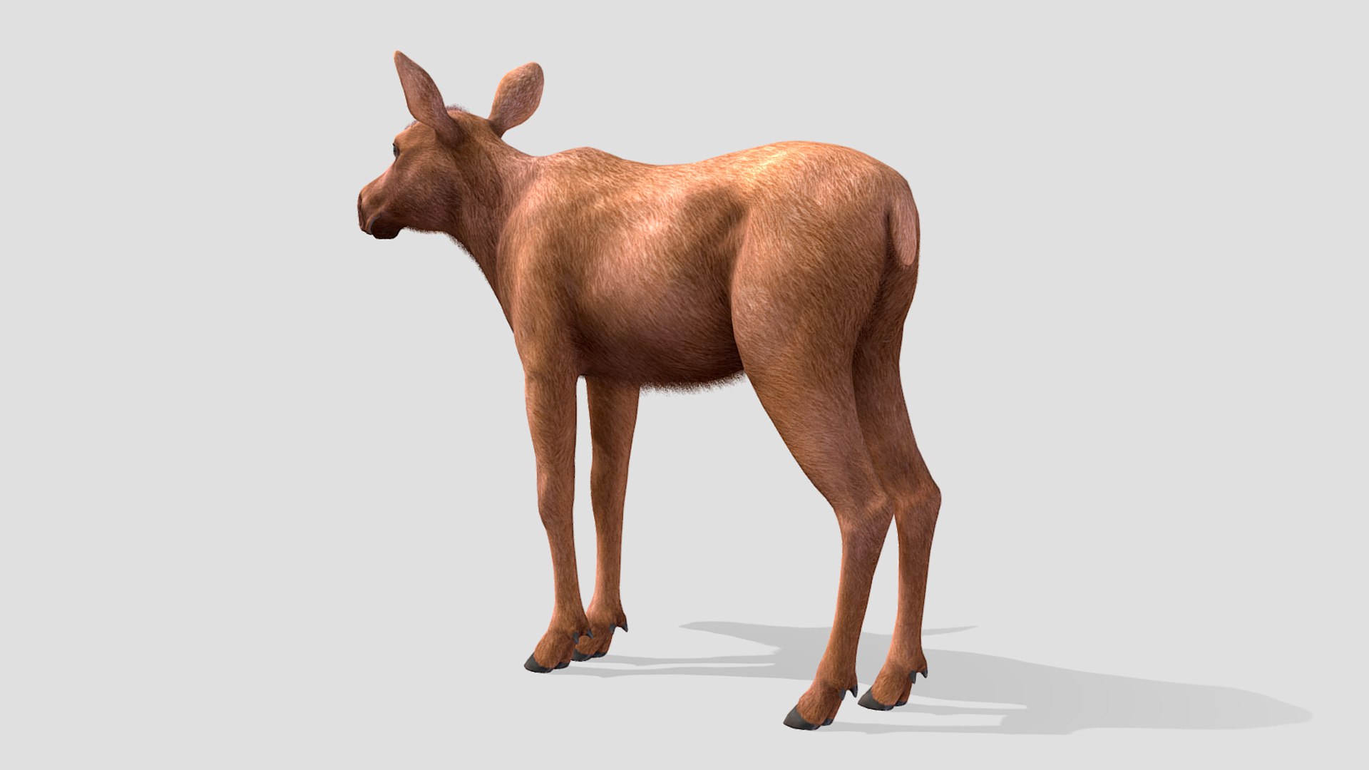 Moose - Calf 3D - TurboSquid 2139912