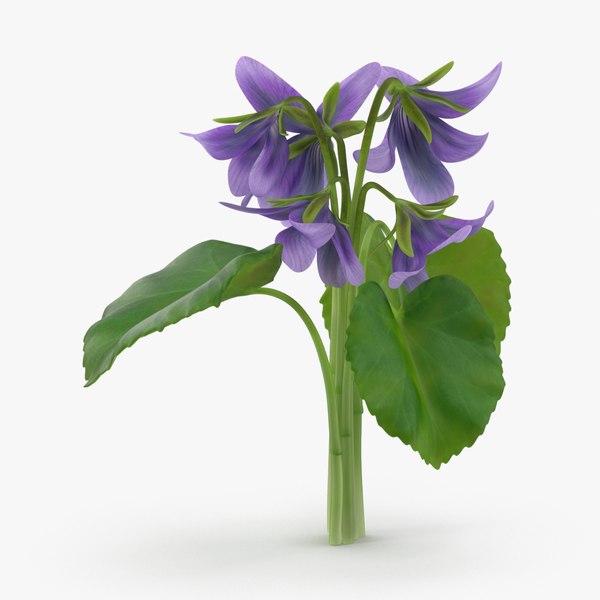 Violet 3D Models for Download | TurboSquid