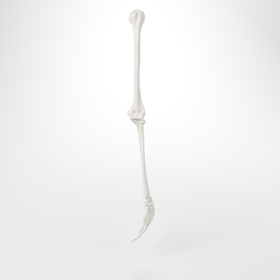 accurate skeleton arm 3d c
