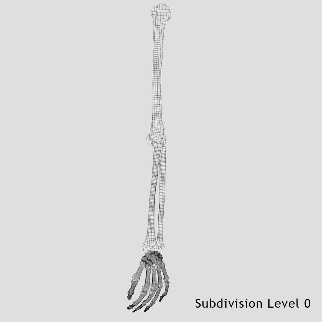 accurate skeleton arm 3d c