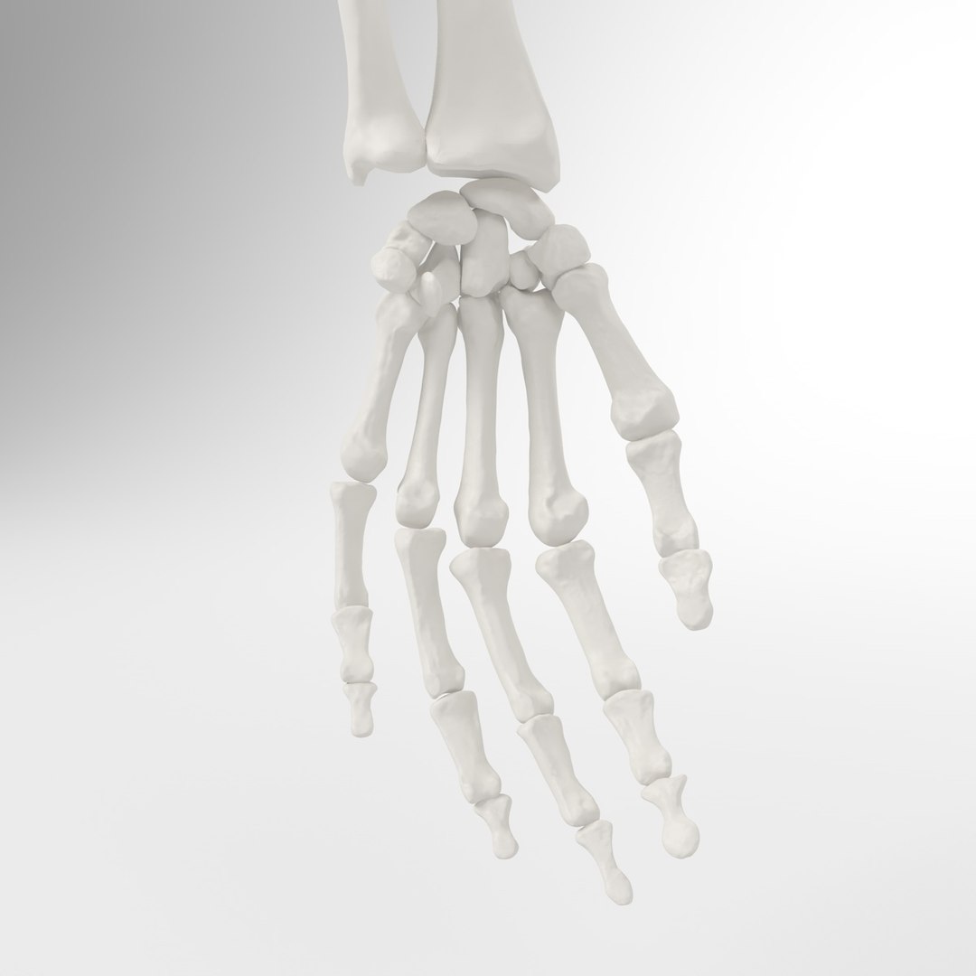 accurate skeleton arm 3d c