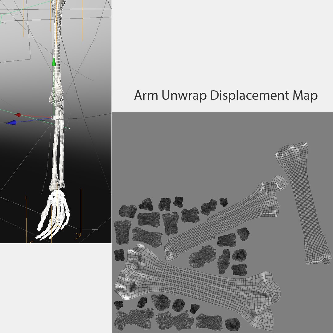 accurate skeleton arm 3d c