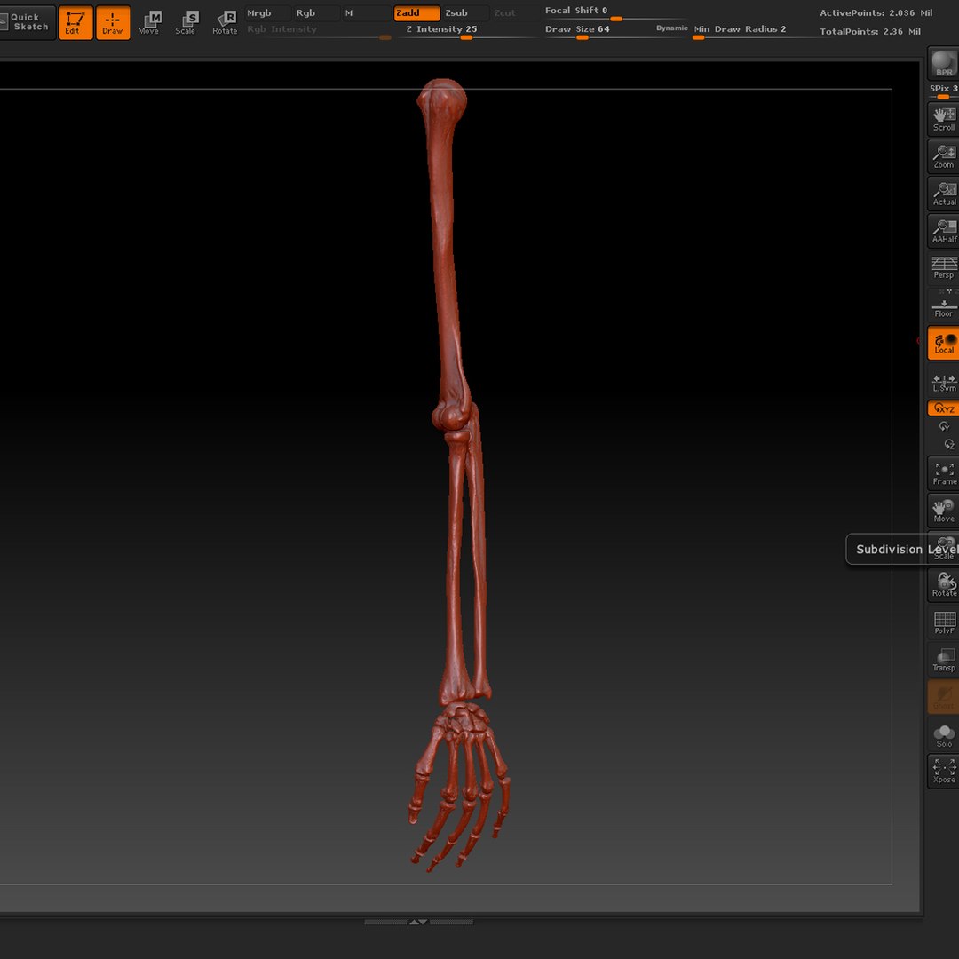 accurate skeleton arm 3d c