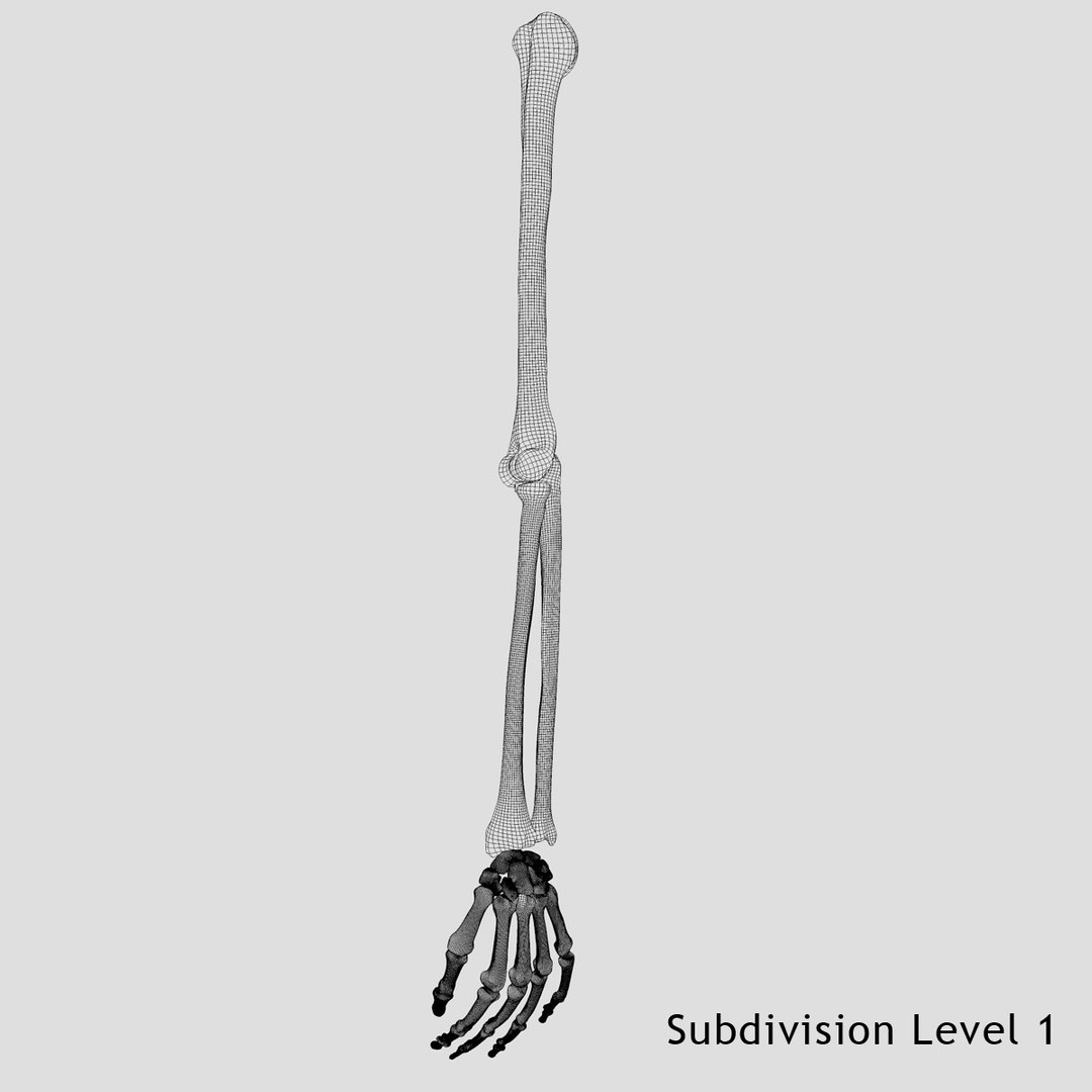 accurate skeleton arm 3d c
