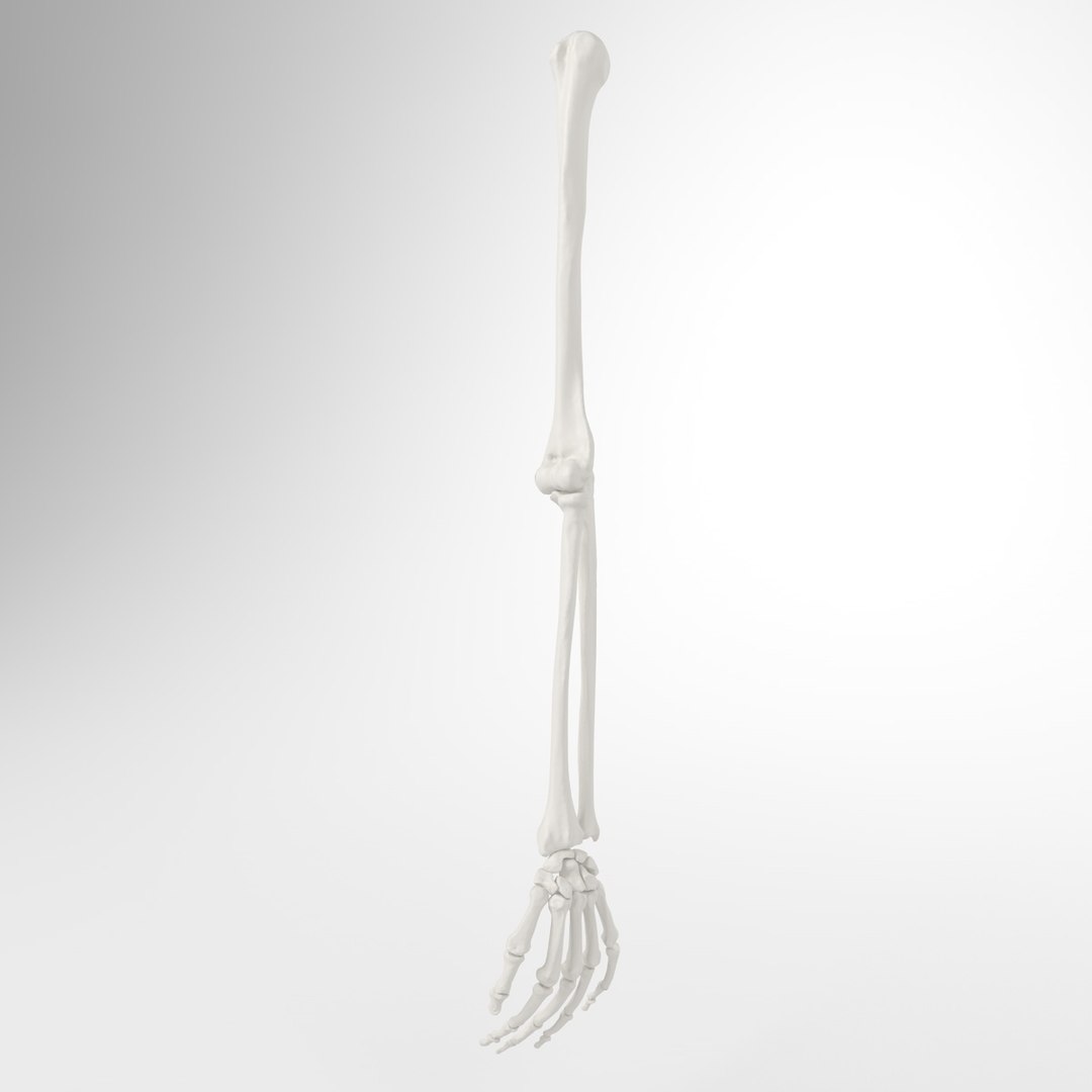 accurate skeleton arm 3d c