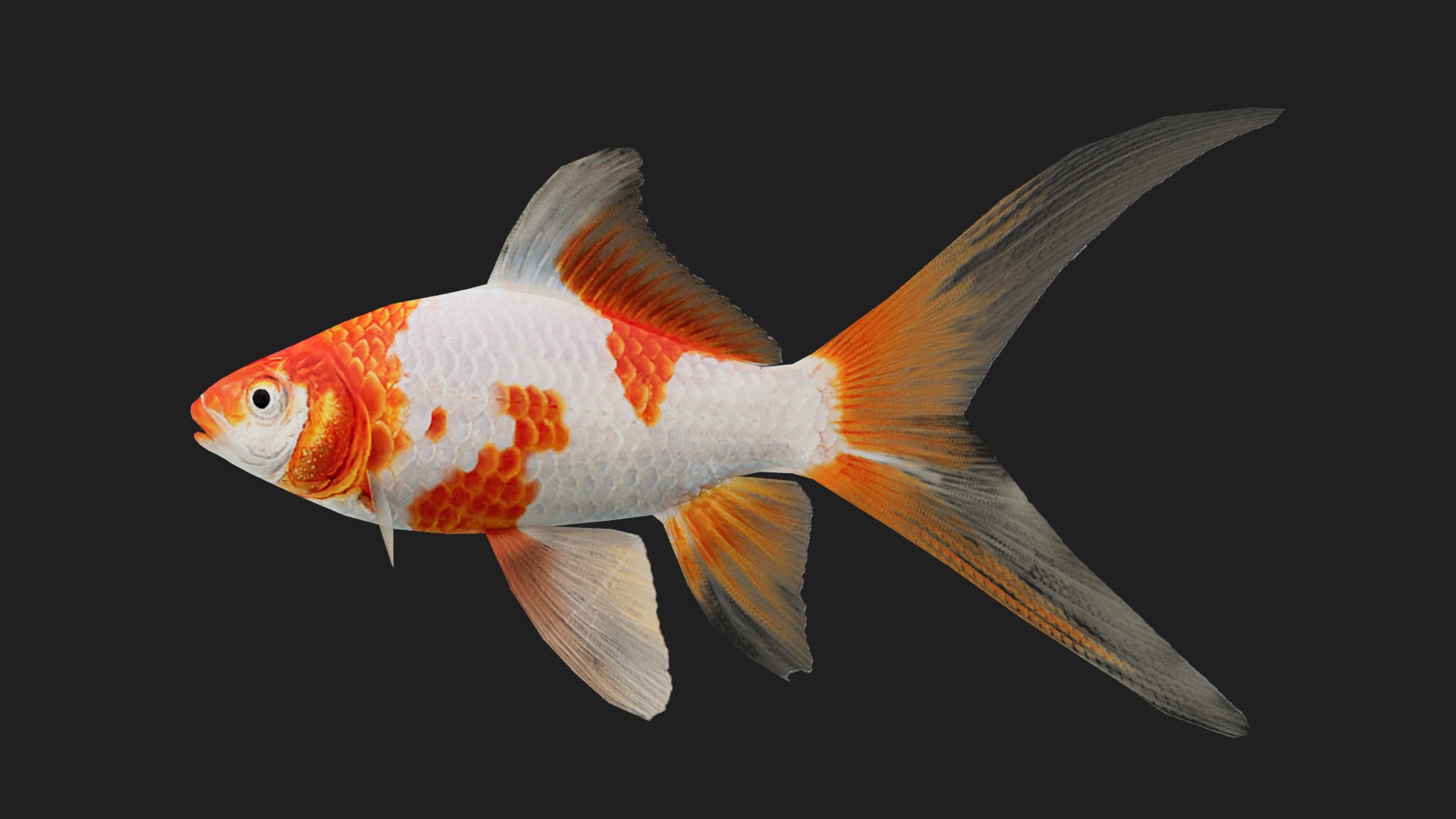 3D Carp - TurboSquid 2125087