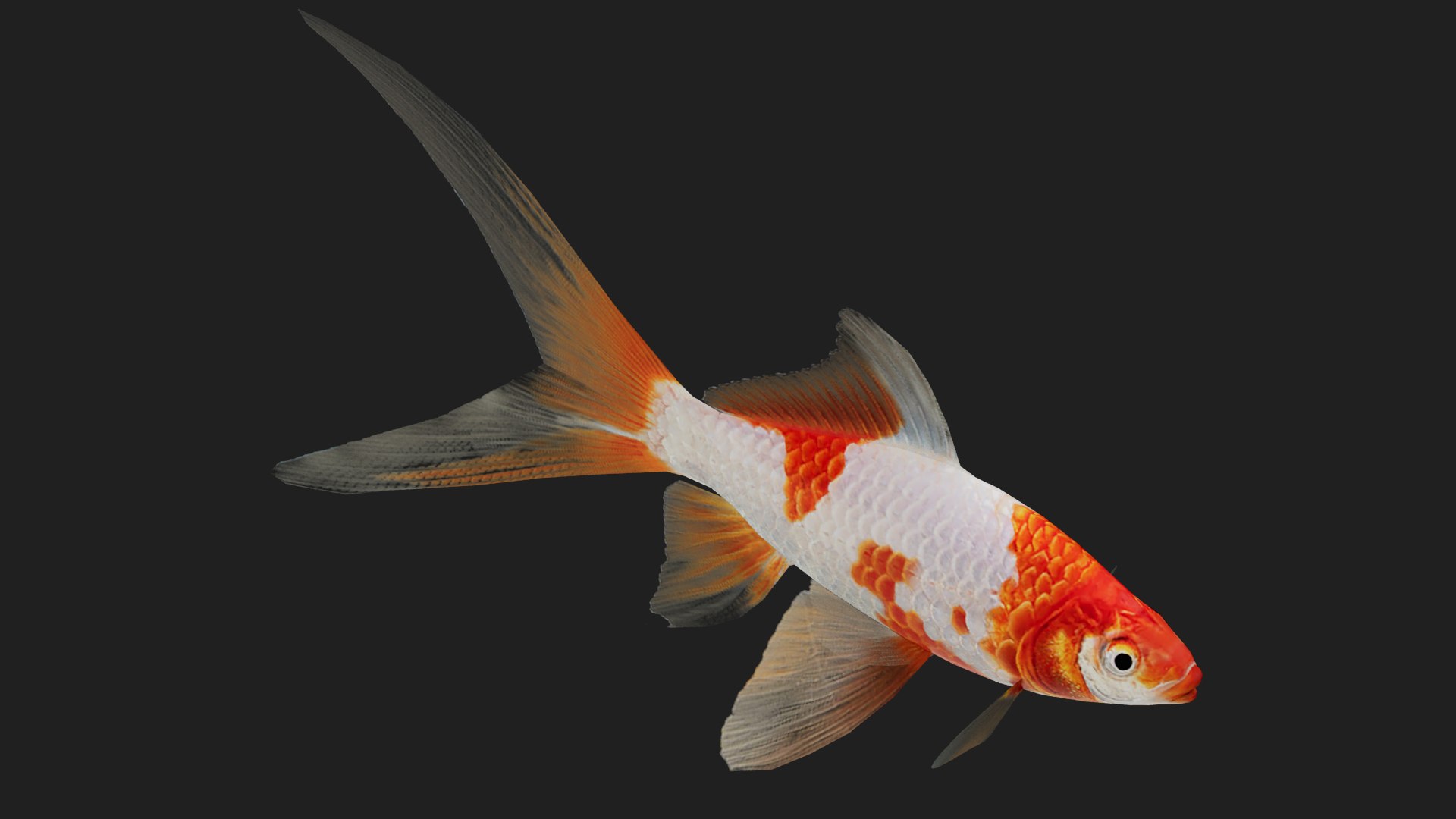 3D Carp - TurboSquid 2125087