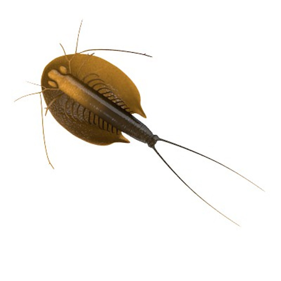 3d Triops Cancriformis Model