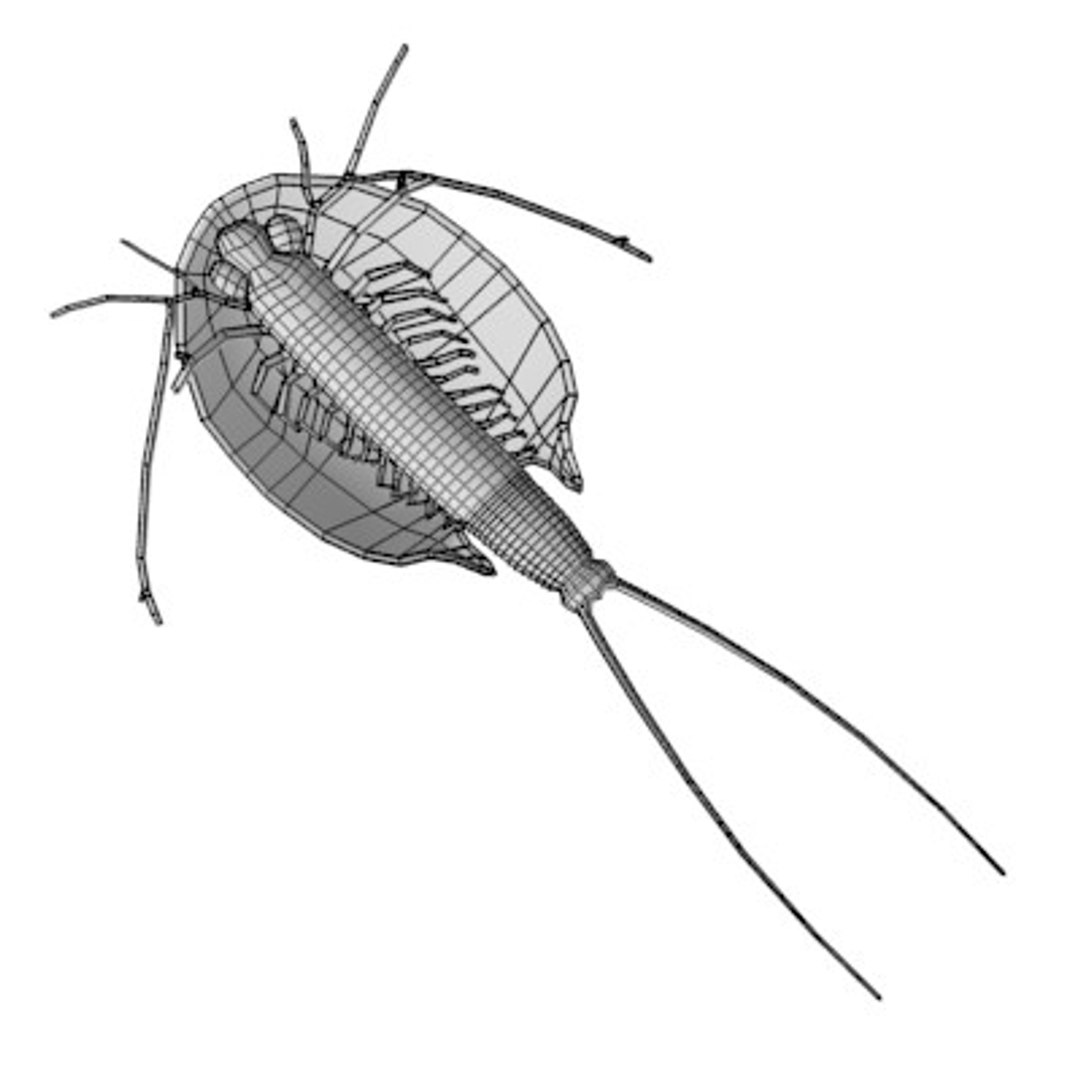 3d Triops Cancriformis Model