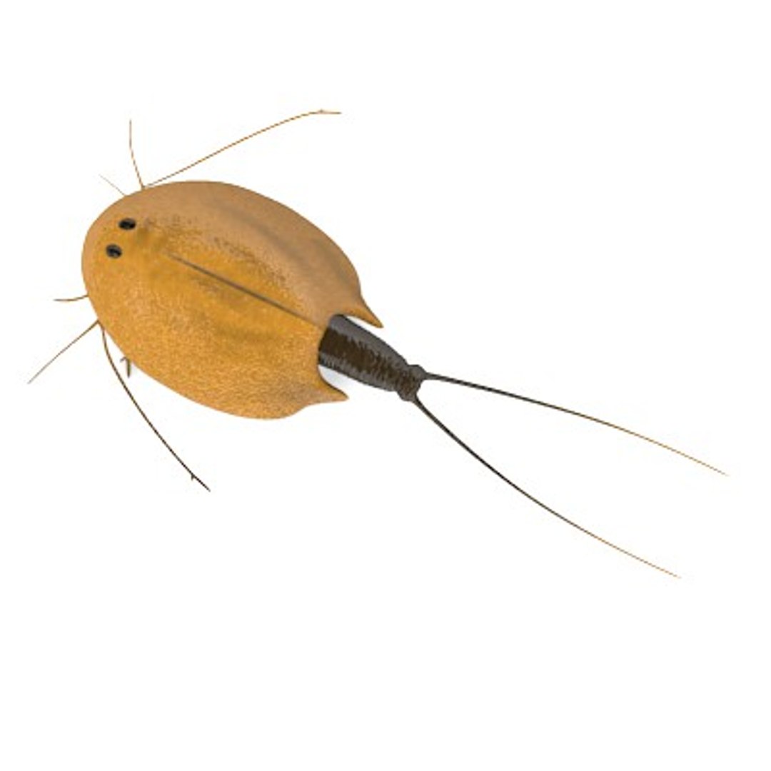 3d Triops Cancriformis Model