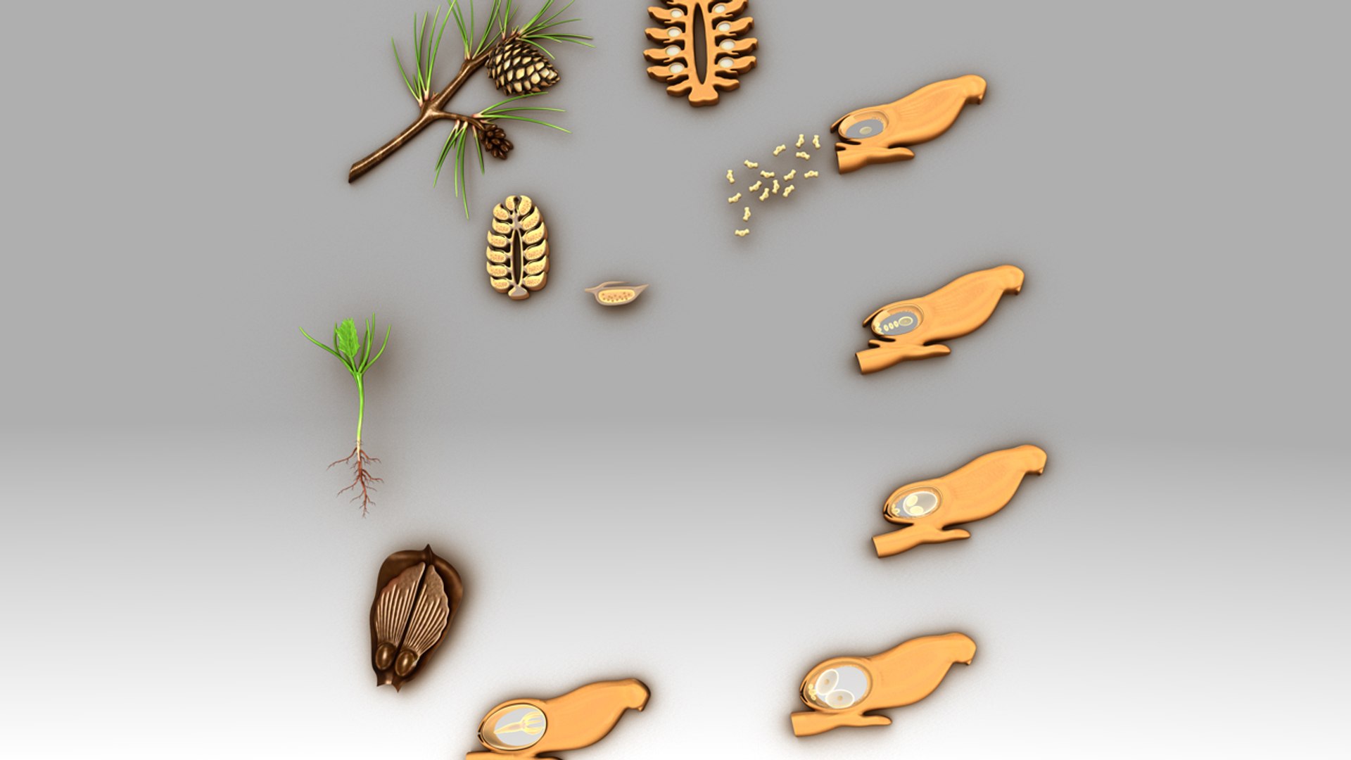 3d Obj Conifer Life Cycle