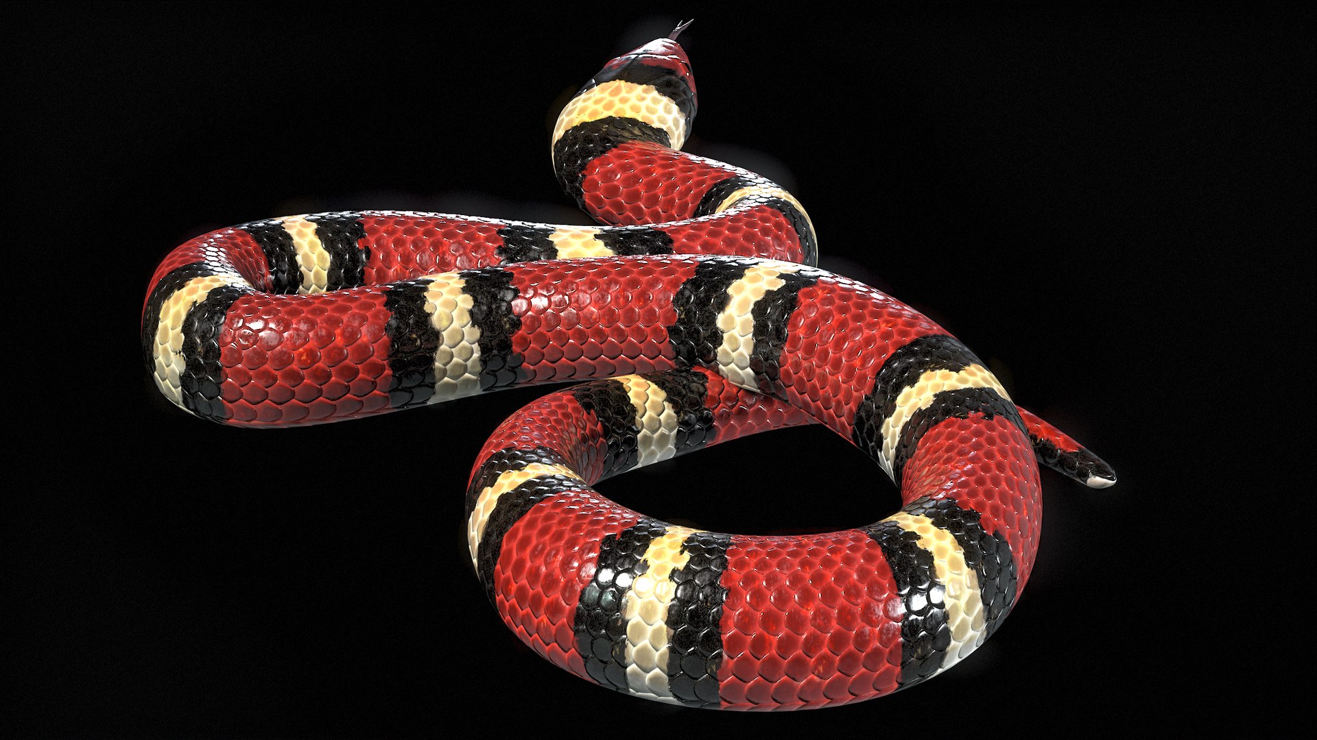 3D Scarlet Kingsnake Rigged PBR - TurboSquid 2094563