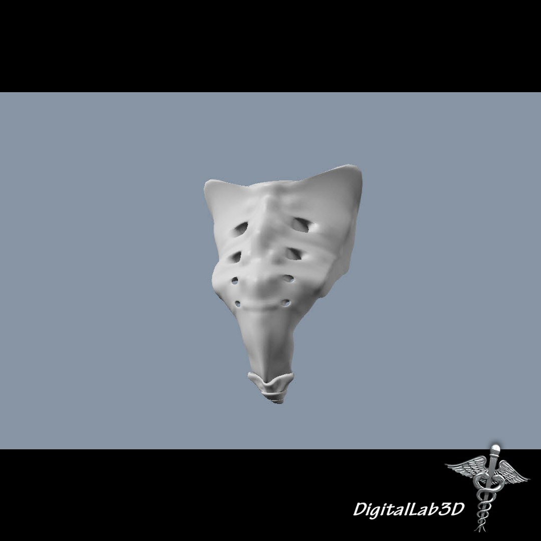 3d human sacrum vertebrae bone model