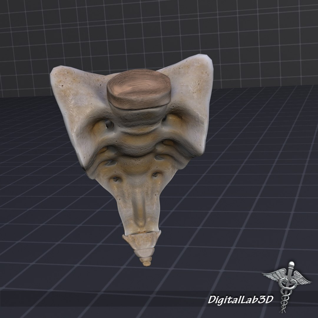 3d human sacrum vertebrae bone model