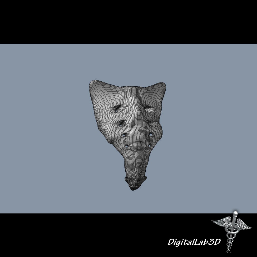 3d human sacrum vertebrae bone model